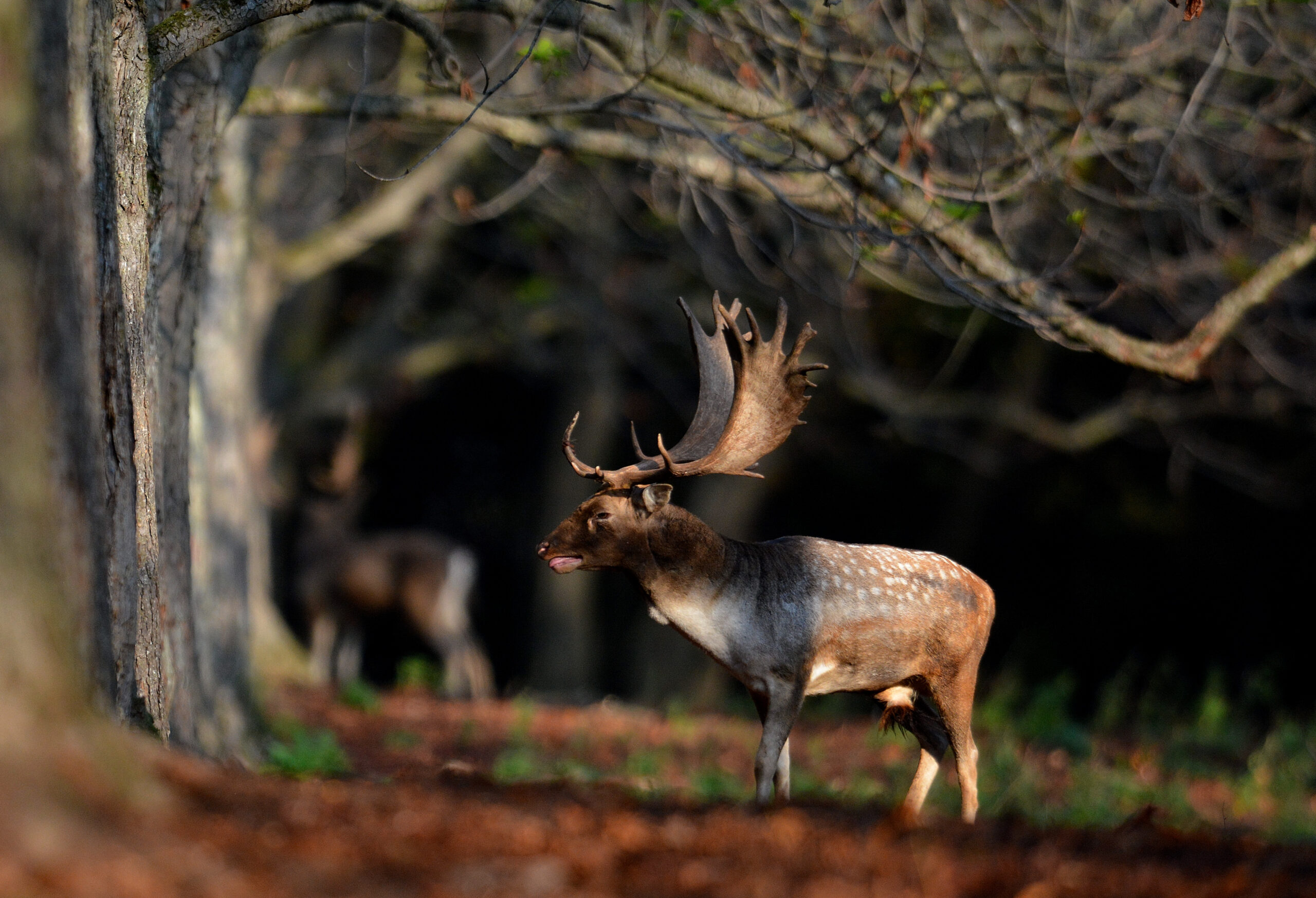 Fallow Deer - go Hunting